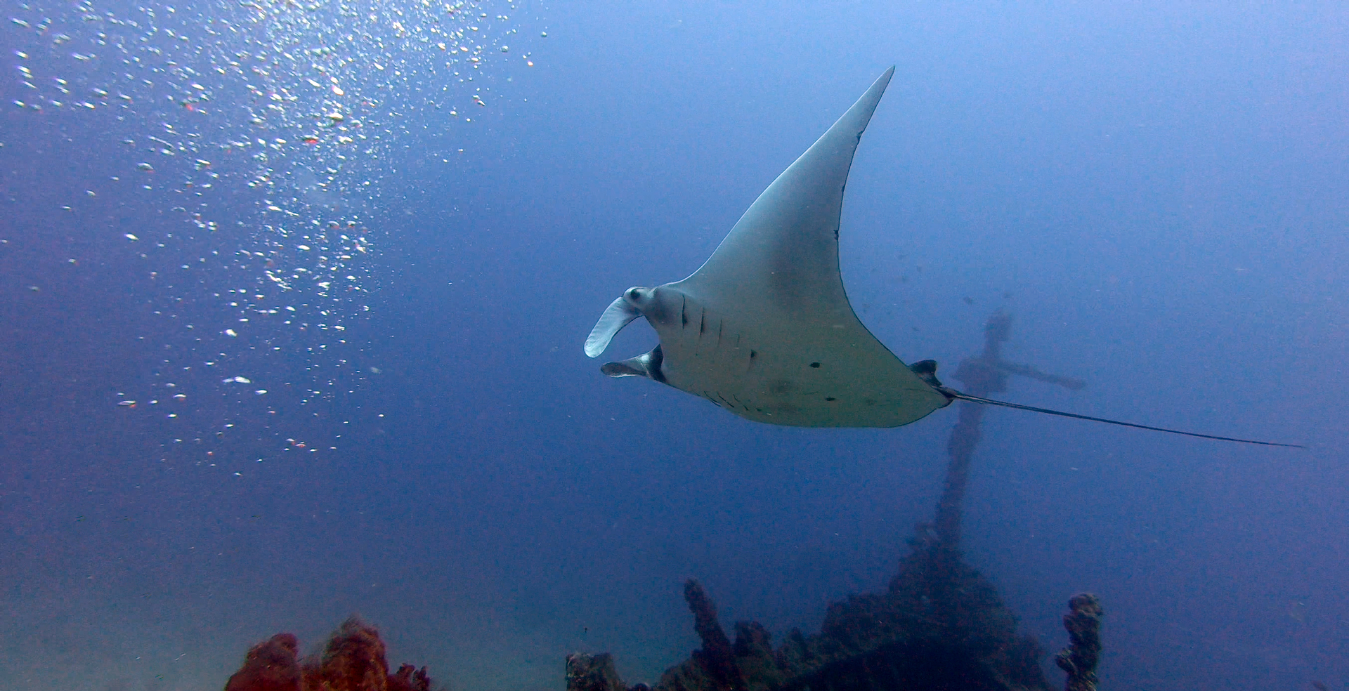 Terceira espécie de raia-manta é confirmada por pesquisadores ...